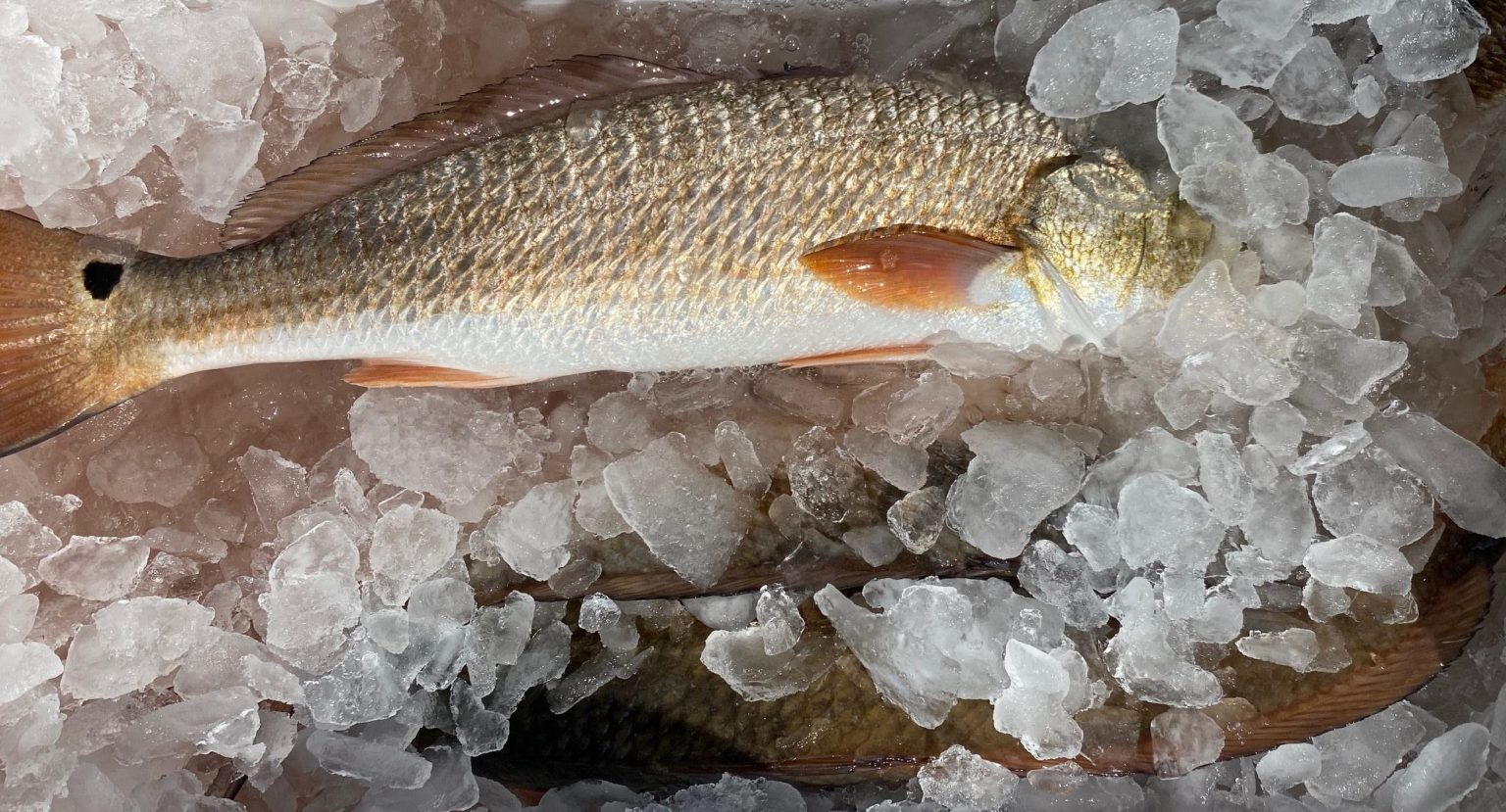 Chef Cosmo Goss: Fish Tricks - Fish Travel Eat