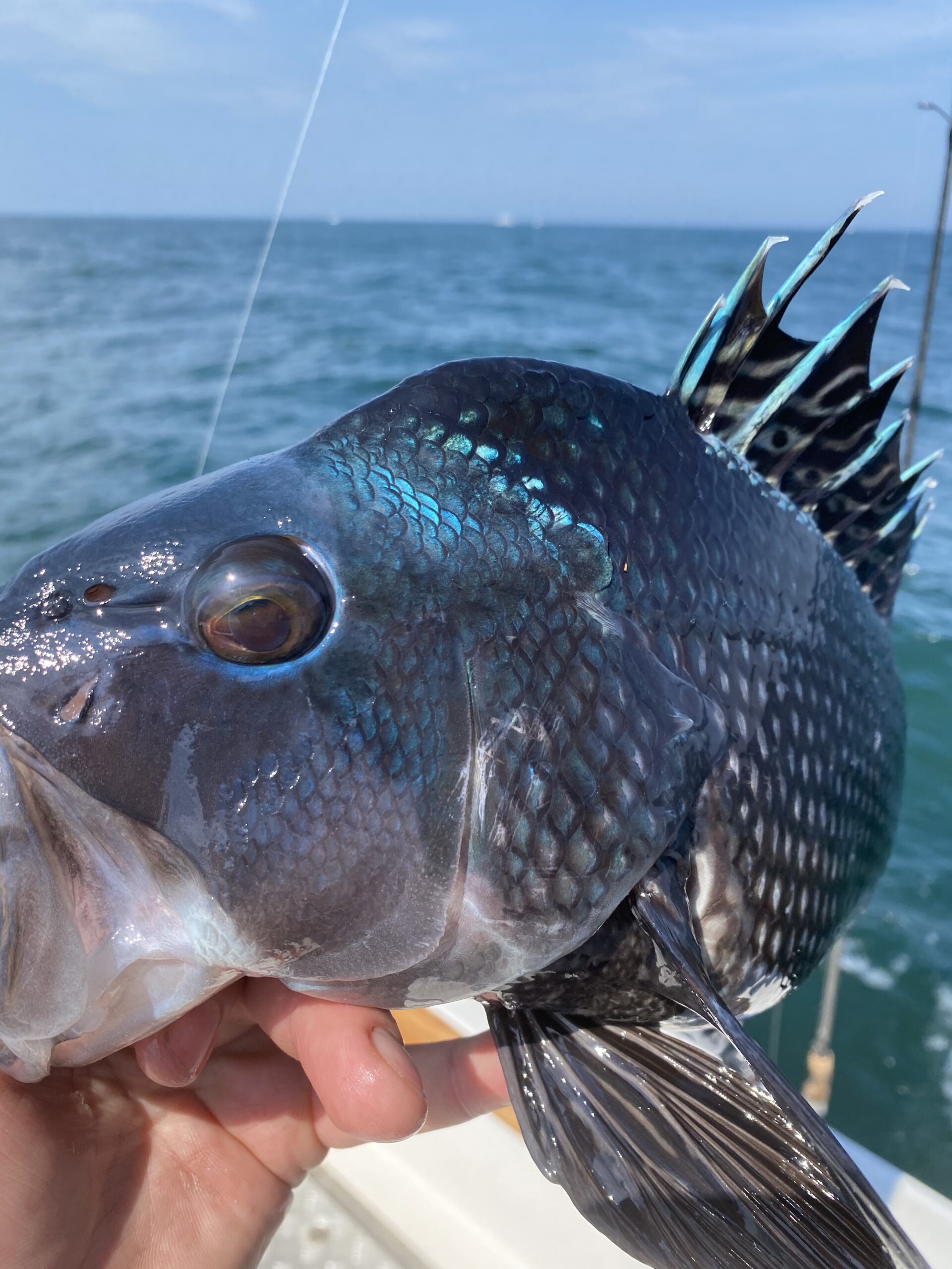 The Perfect Fried Fish - Fish Travel Eat