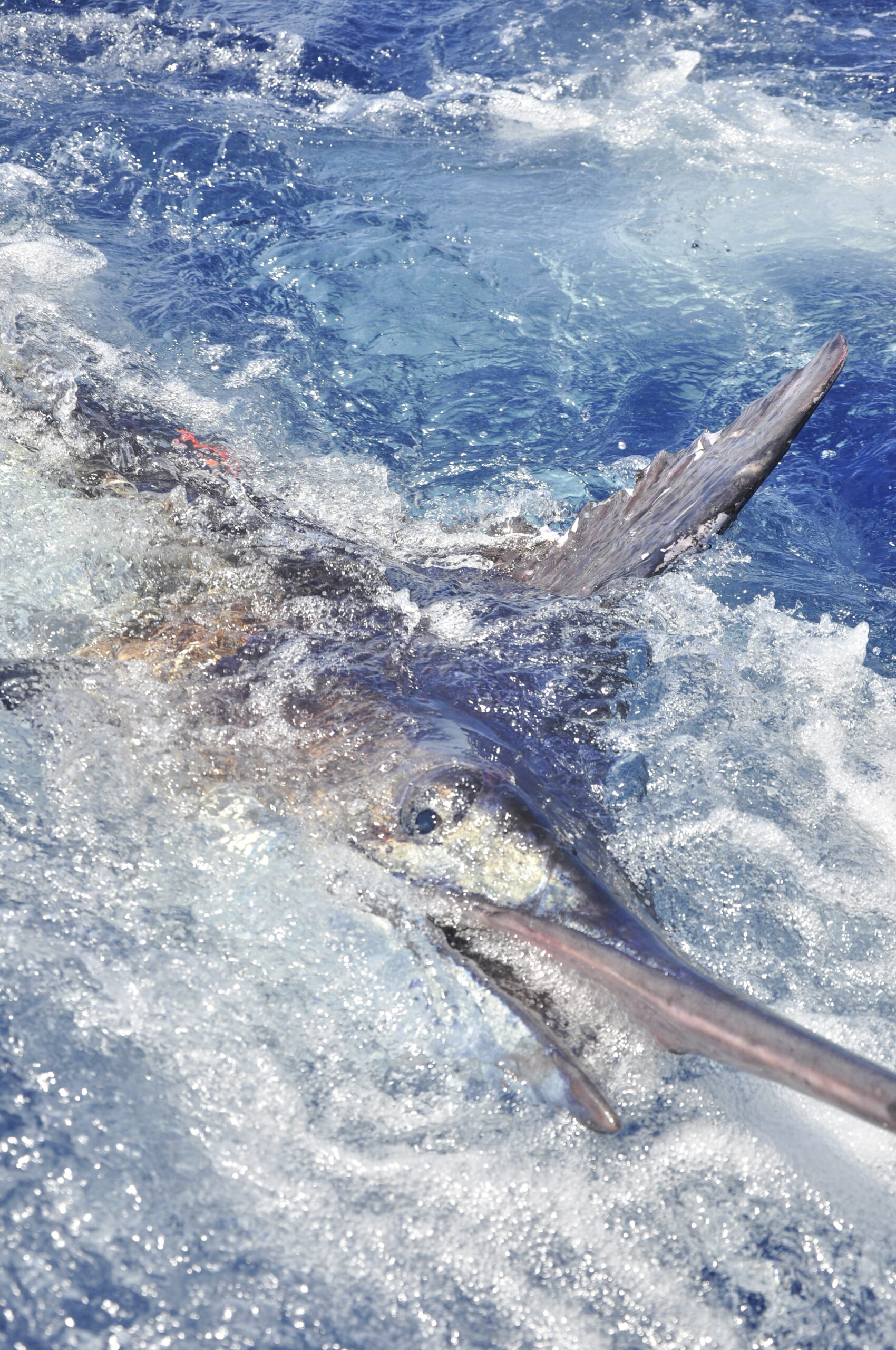 Why You Should Catch A Marlin: Hope, Power and Awe - Fish Travel Eat
