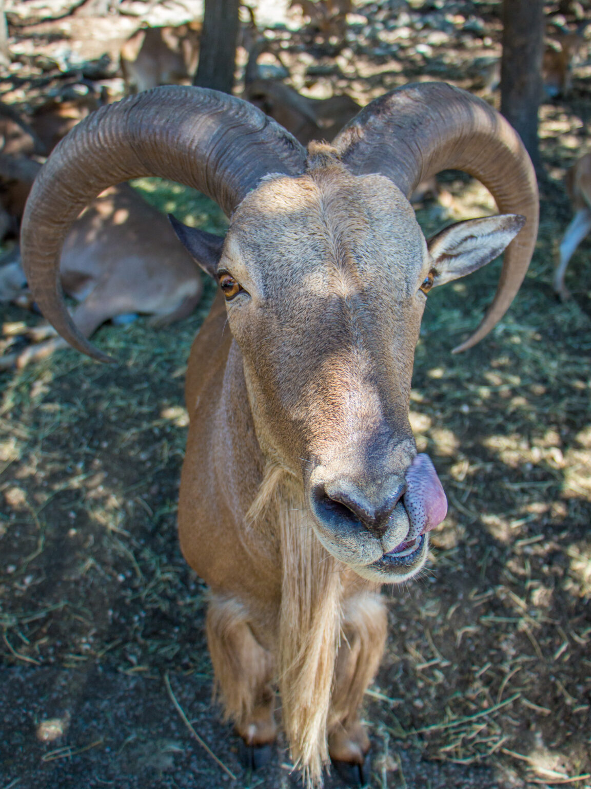Catch & Cook: The Ultimate Jack Crevalle Recipe - Fish Travel Eat