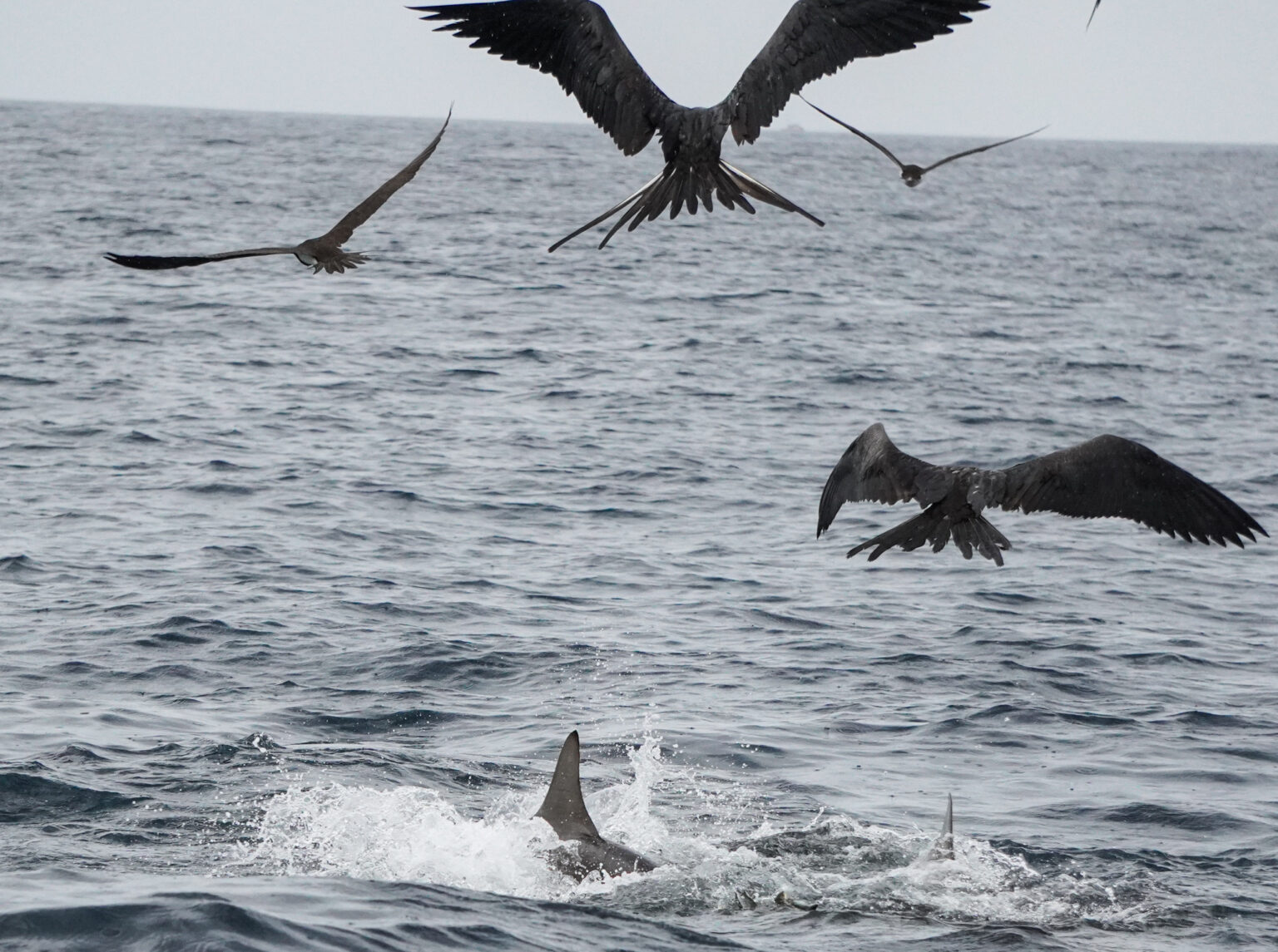 4 Days in Panama: Fishing and Having a Time - Fish Travel Eat