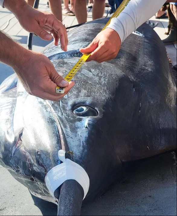 MONGO 2024: Big Money East Coast Blue Marlin - Fish Travel Eat